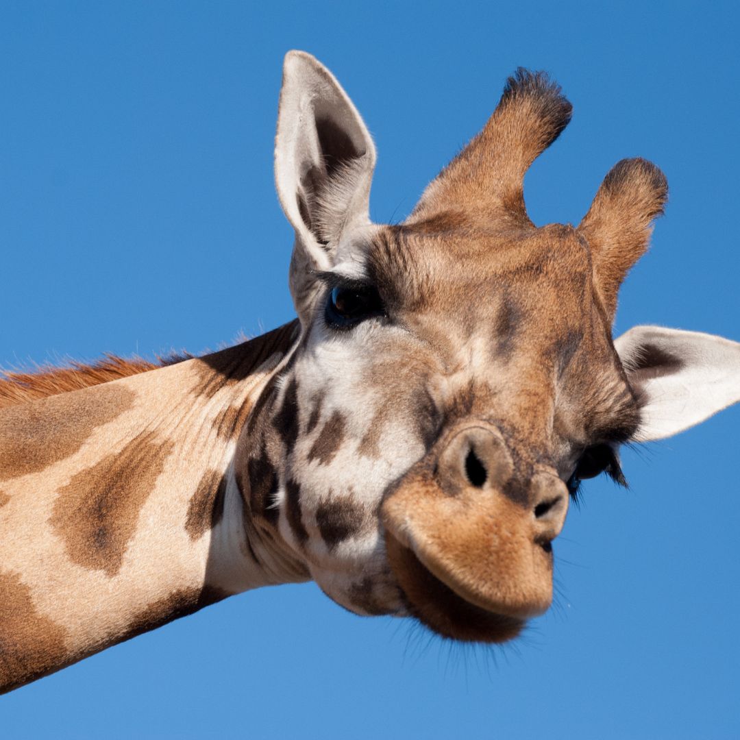 Fota Wildlife Park | Hotel Near Fota Wildlife Park | Castlemartyr Resort