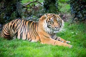 Fota Wildlife Park | Hotel Near Fota Wildlife Park | Castlemartyr Resort