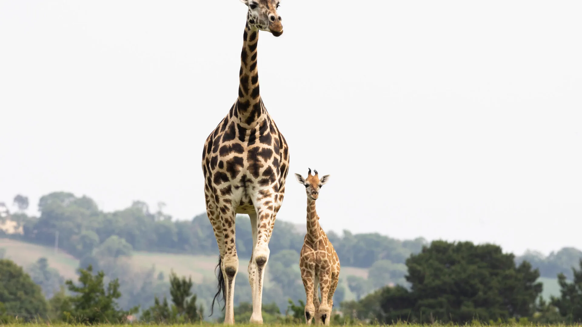 Fota Wildlife Park | Hotel Near Fota Wildlife Park | Castlemartyr Resort
