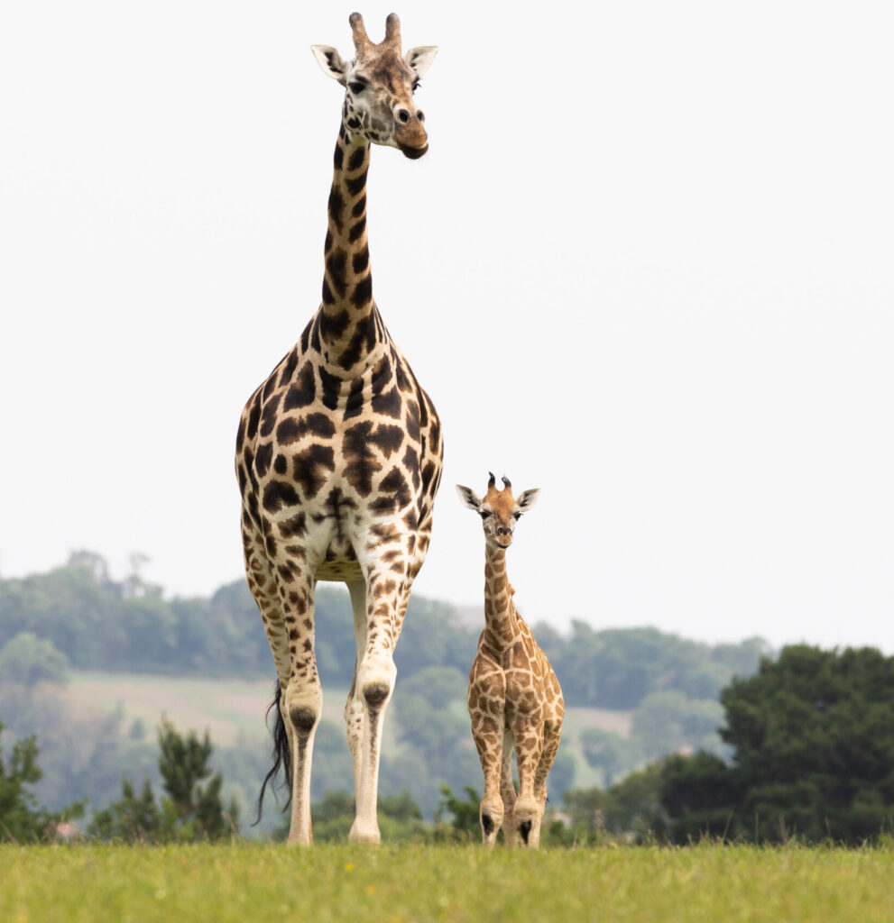 Fota Wildlife Park | Hotel Near Fota Wildlife Park | Castlemartyr Resort