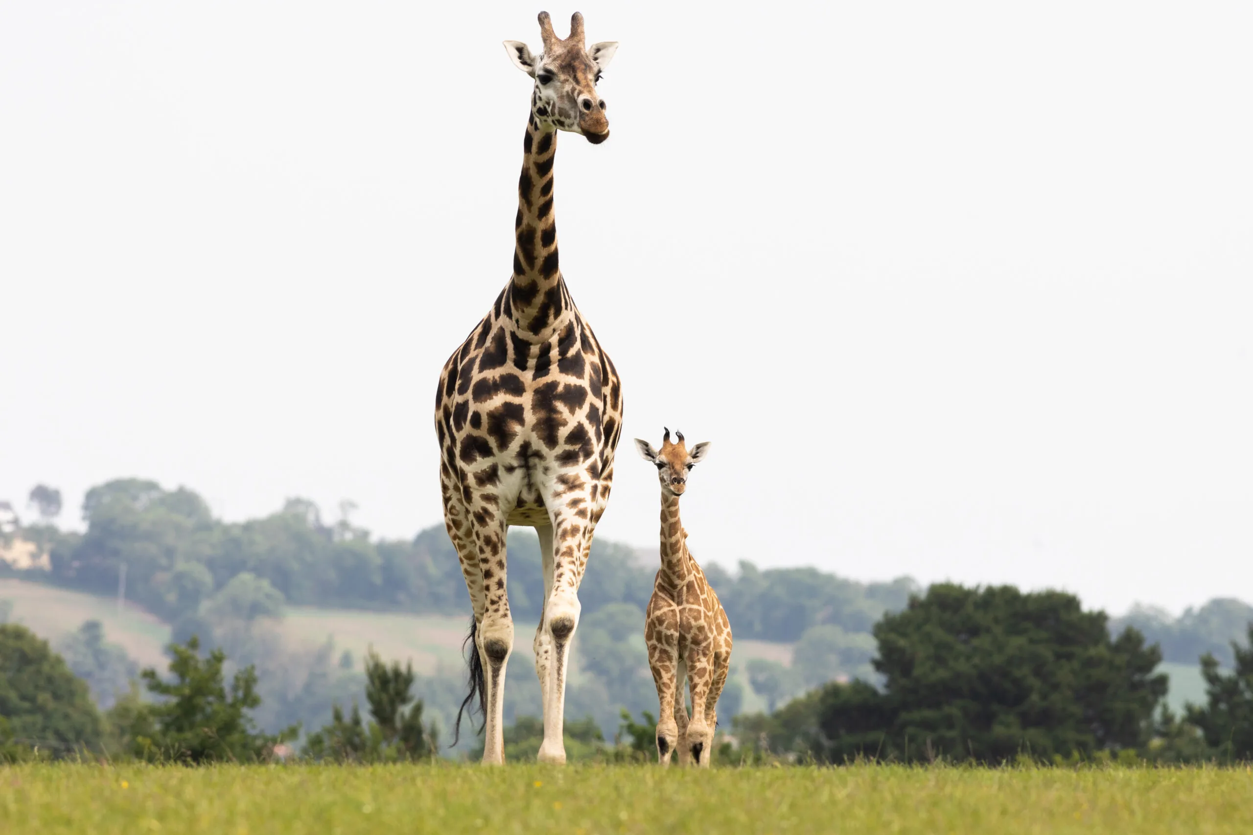 Fota Wildlife Park | Hotel Near Fota Wildlife Park | Castlemartyr Resort