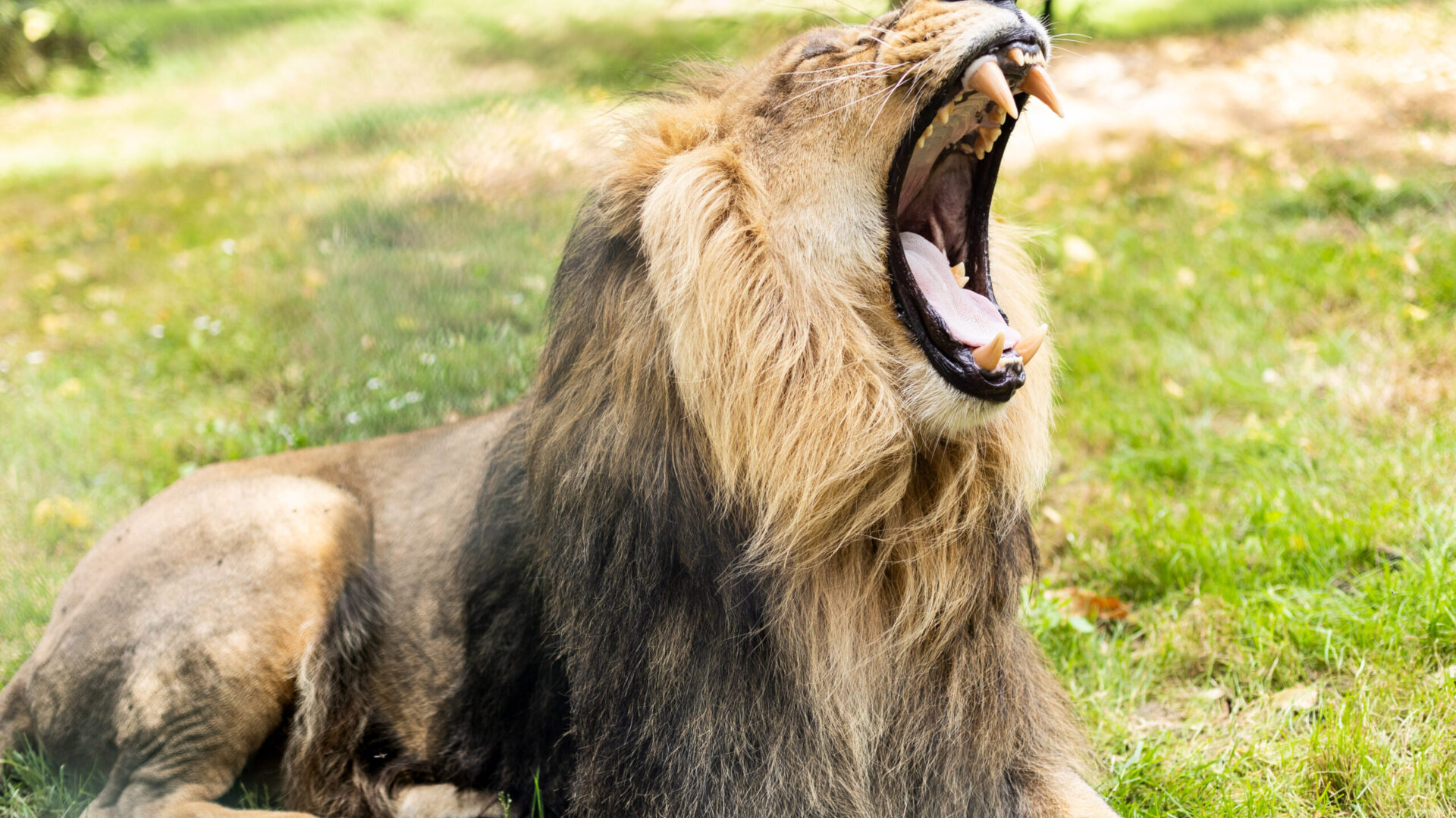 Fota Wildlife Park | Hotel Near Fota Wildlife Park | Castlemartyr Resort