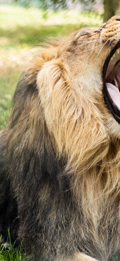 Fota Wildlife Park | Hotel Near Fota Wildlife Park | Castlemartyr Resort