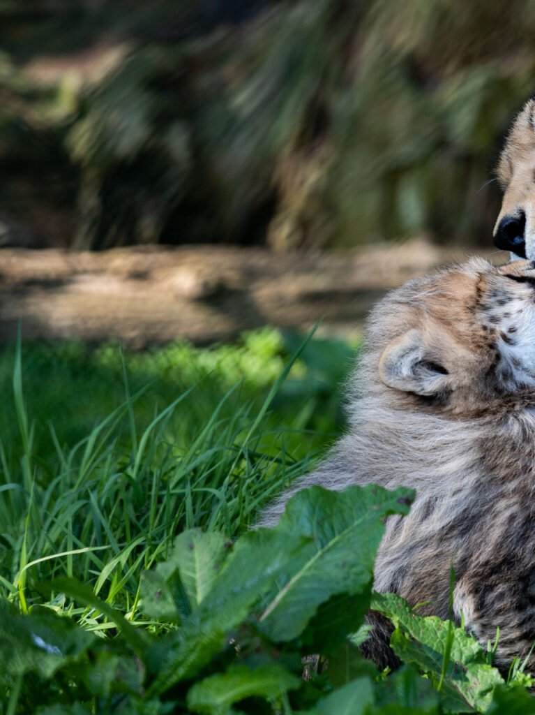 Fota Wildlife Park | Hotel Near Fota Wildlife Park | Castlemartyr Resort